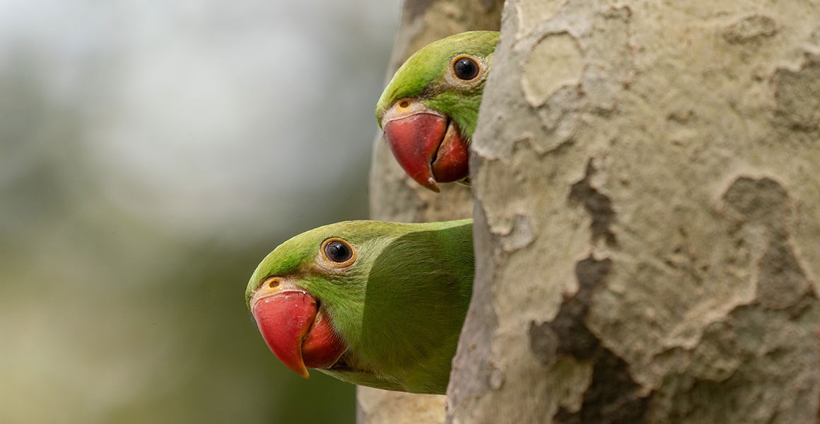 London’s Wild Parakeets: Debunking Myths and Uncovering Their True ...